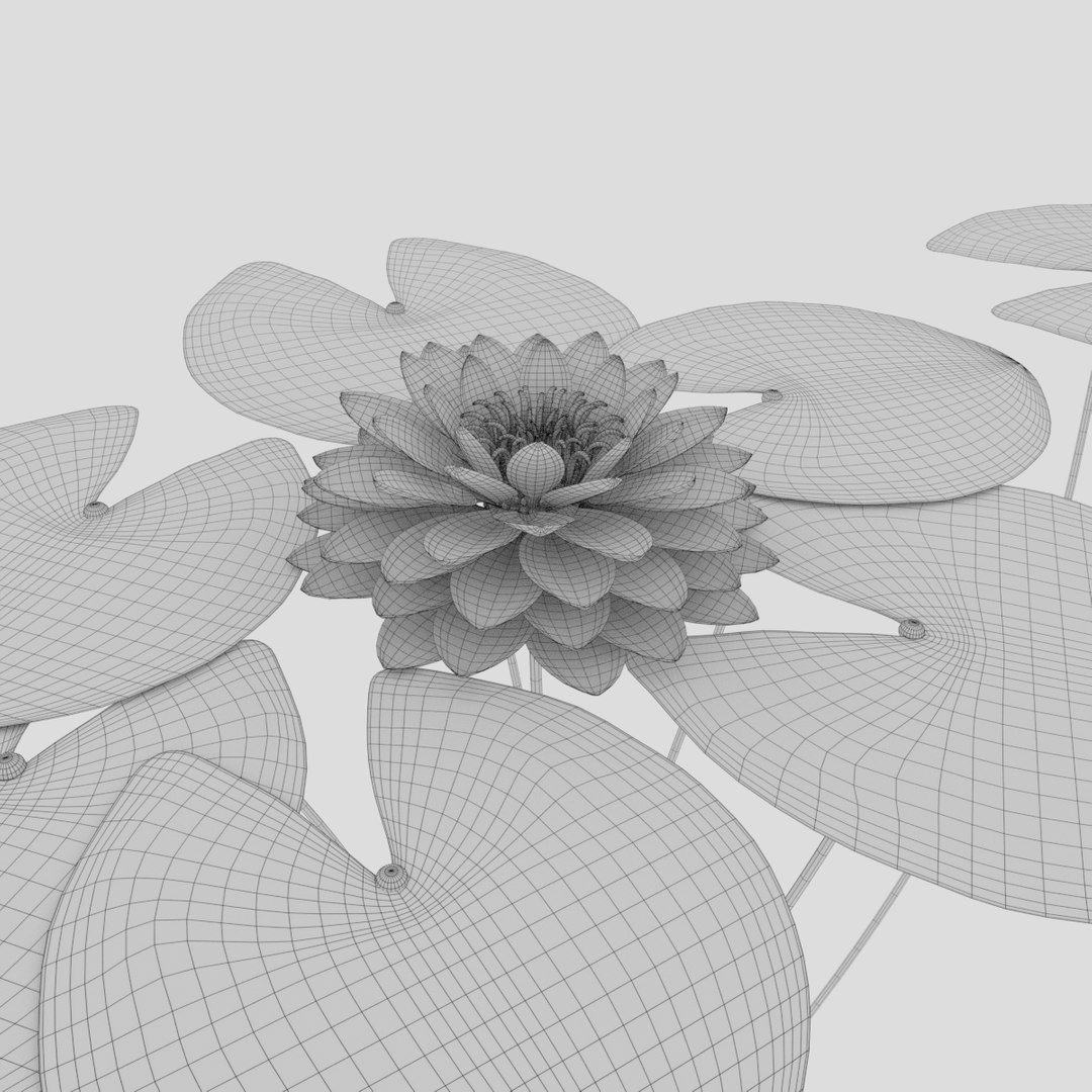 Water lily 3D model - TurboSquid 1194784