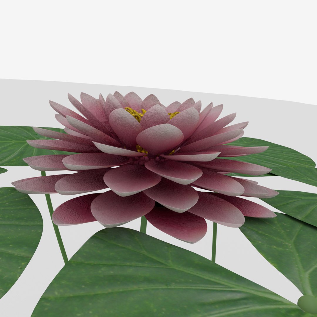 Water lily 3D model - TurboSquid 1194784