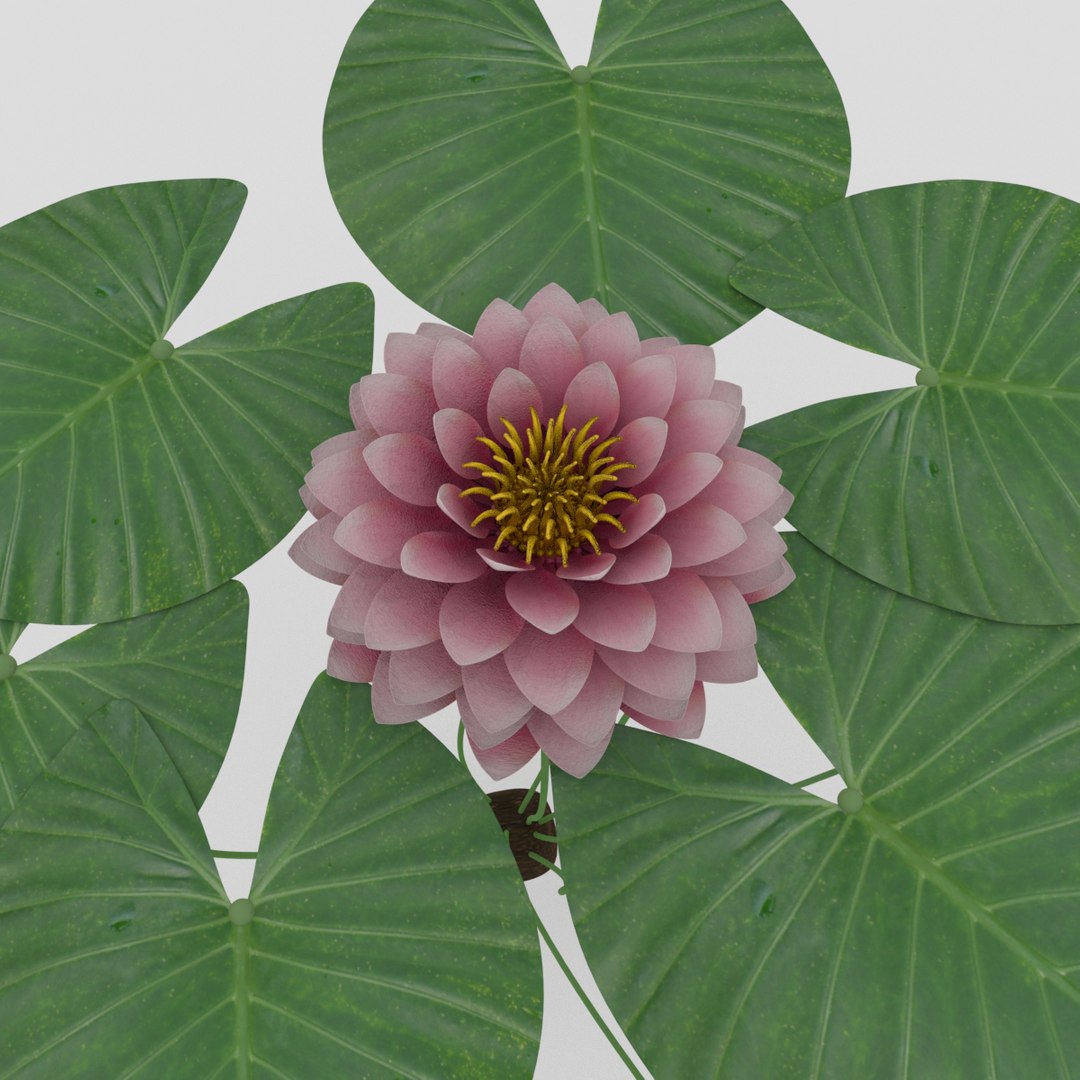 Water lily 3D model - TurboSquid 1194784