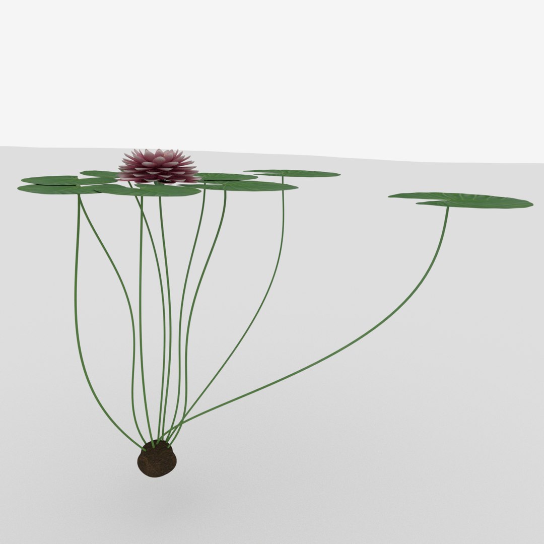 Water lily 3D model - TurboSquid 1194784