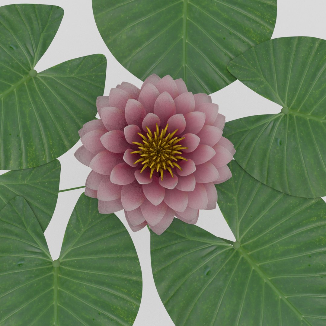 Water lily 3D model - TurboSquid 1194784