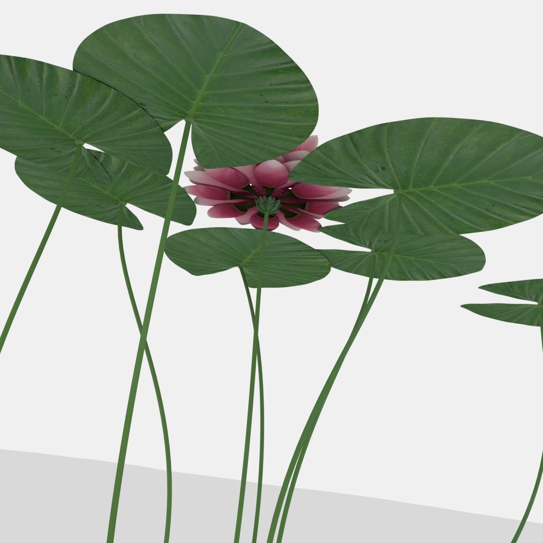 Water lily 3D model - TurboSquid 1194784
