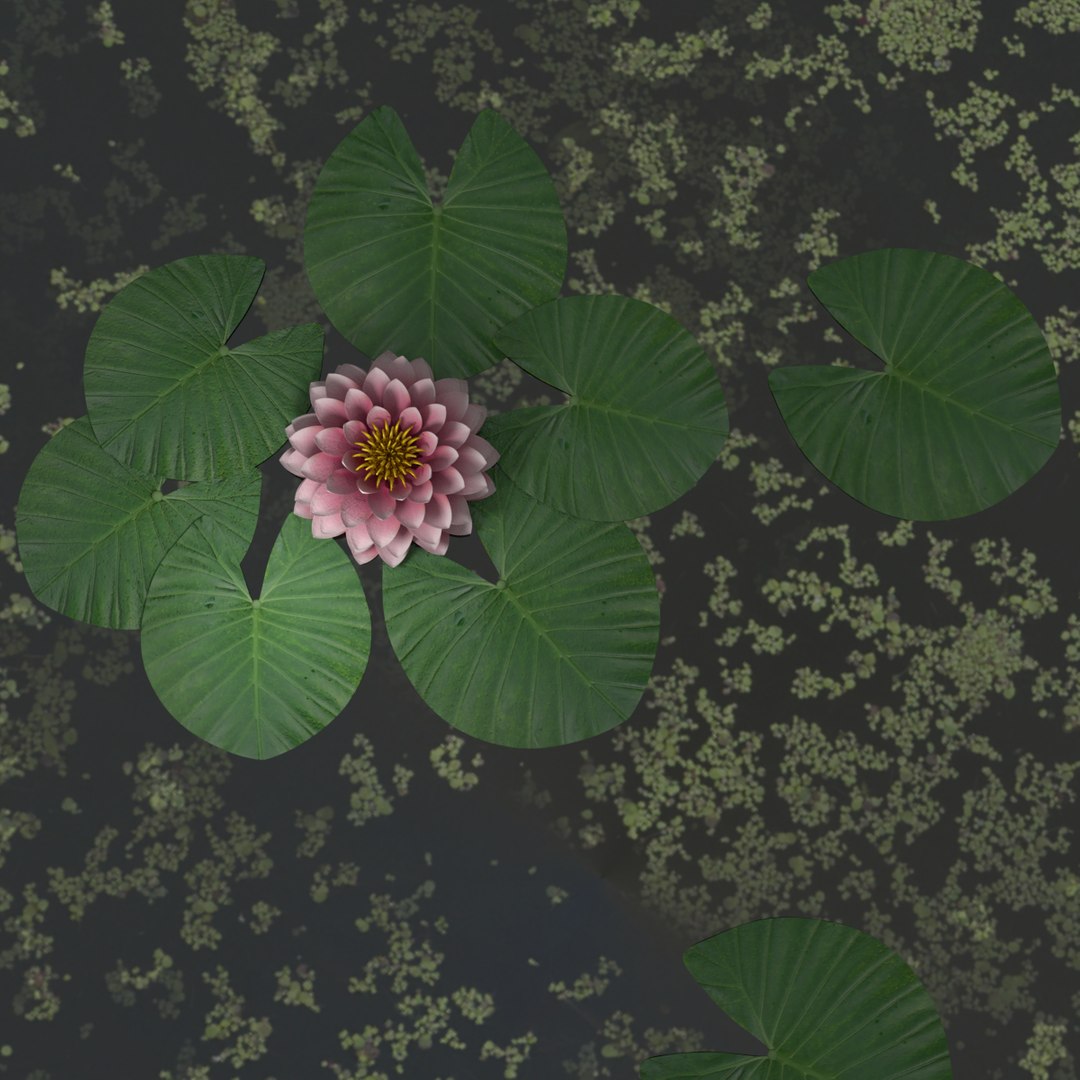 Water lily 3D model - TurboSquid 1194784