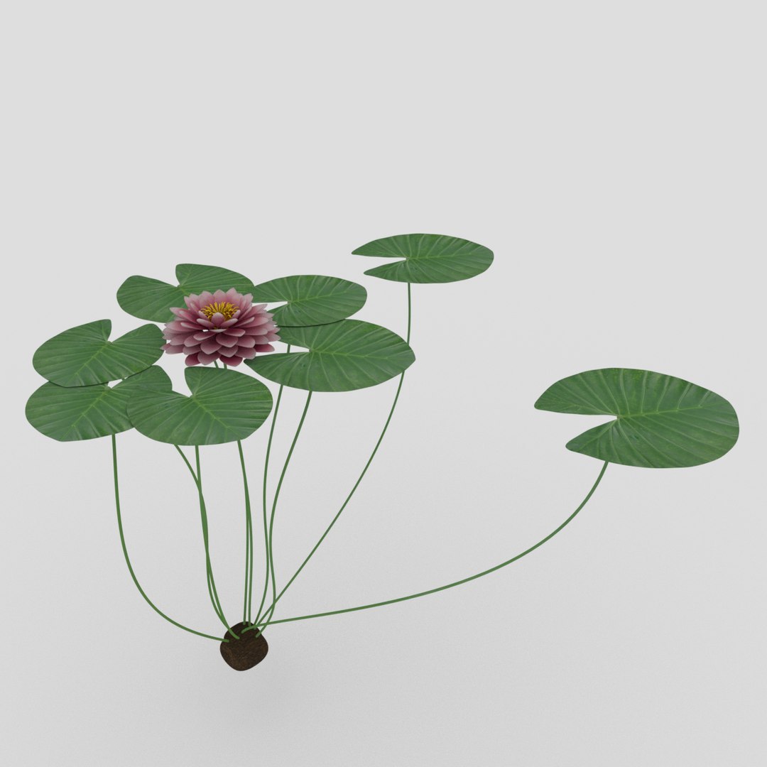 Water lily 3D model - TurboSquid 1194784