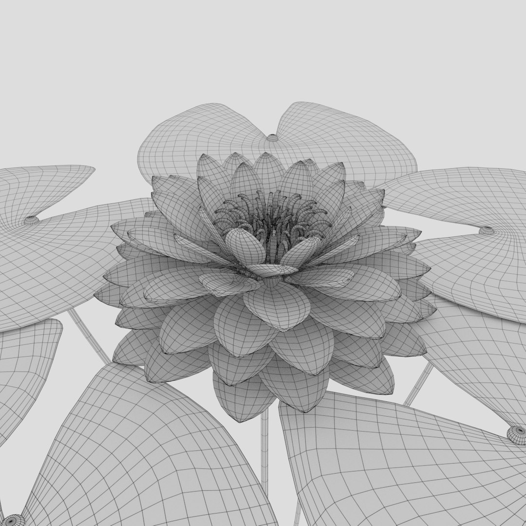 Water lily 3D model - TurboSquid 1194784