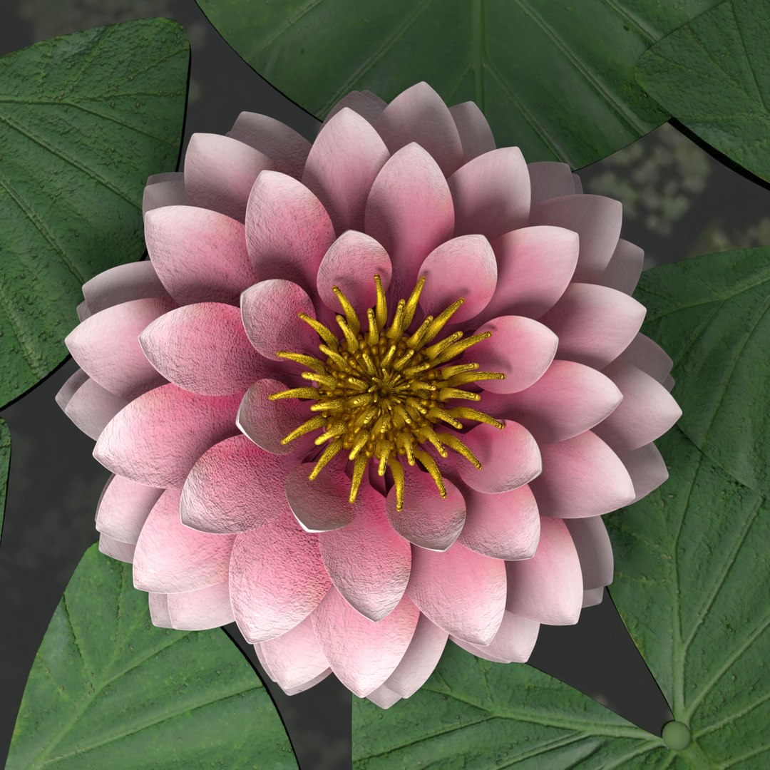 Water lily 3D model - TurboSquid 1194784