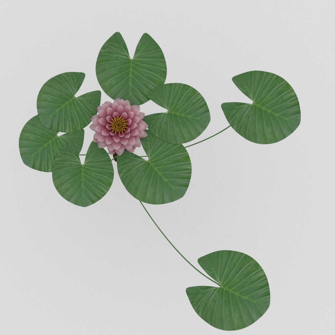 Water lily 3D model - TurboSquid 1194784