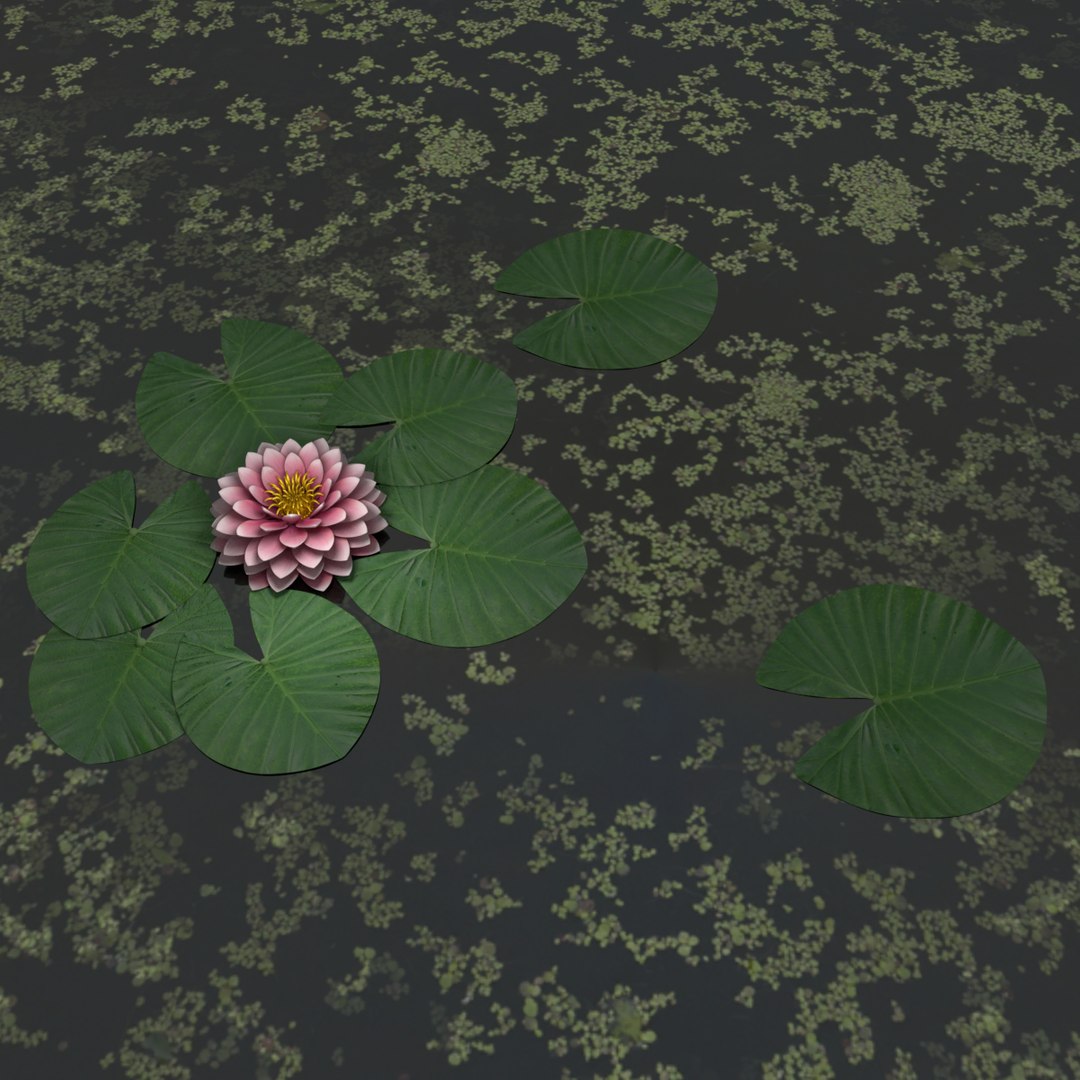 Water lily 3D model - TurboSquid 1194784