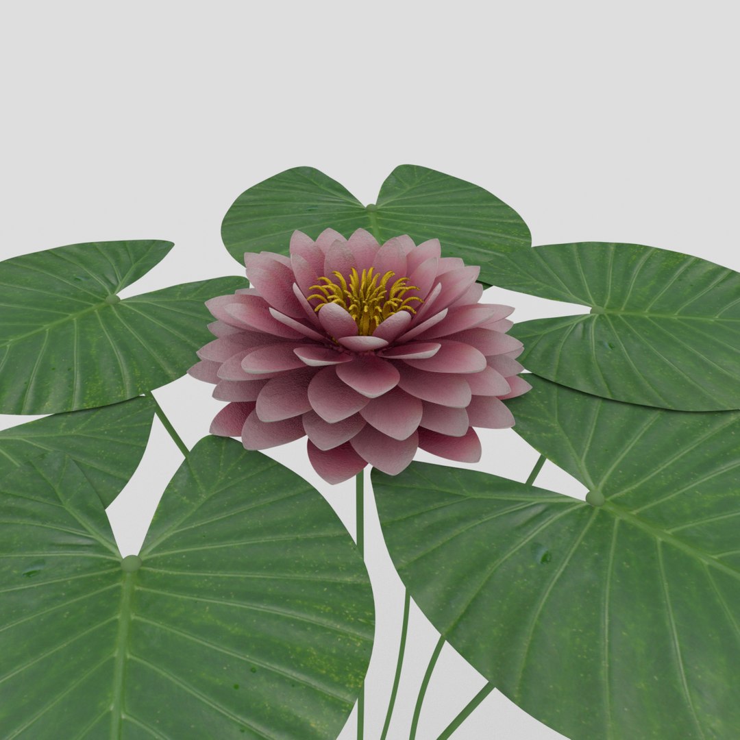 Water lily 3D model - TurboSquid 1194784
