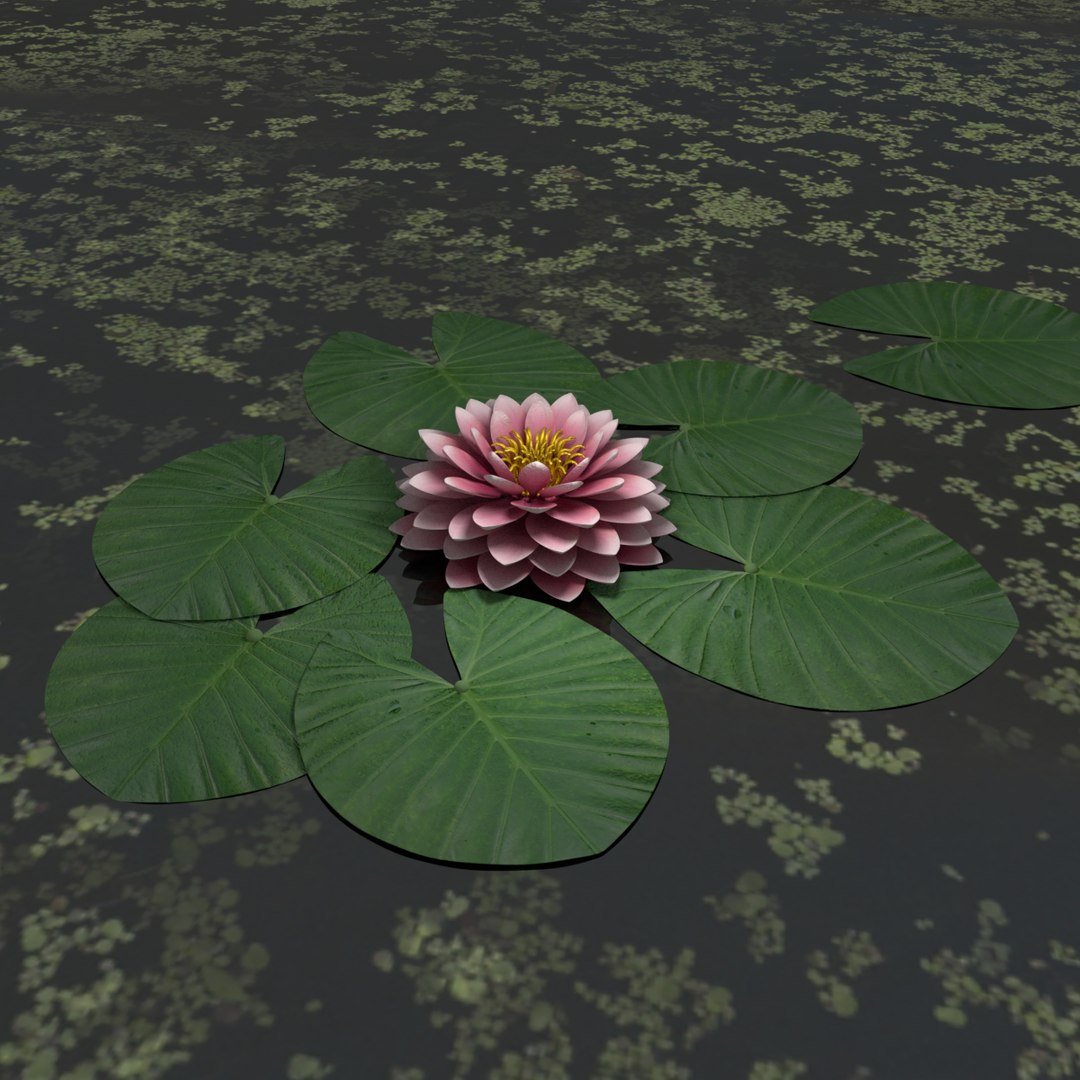 Water lily 3D model - TurboSquid 1194784