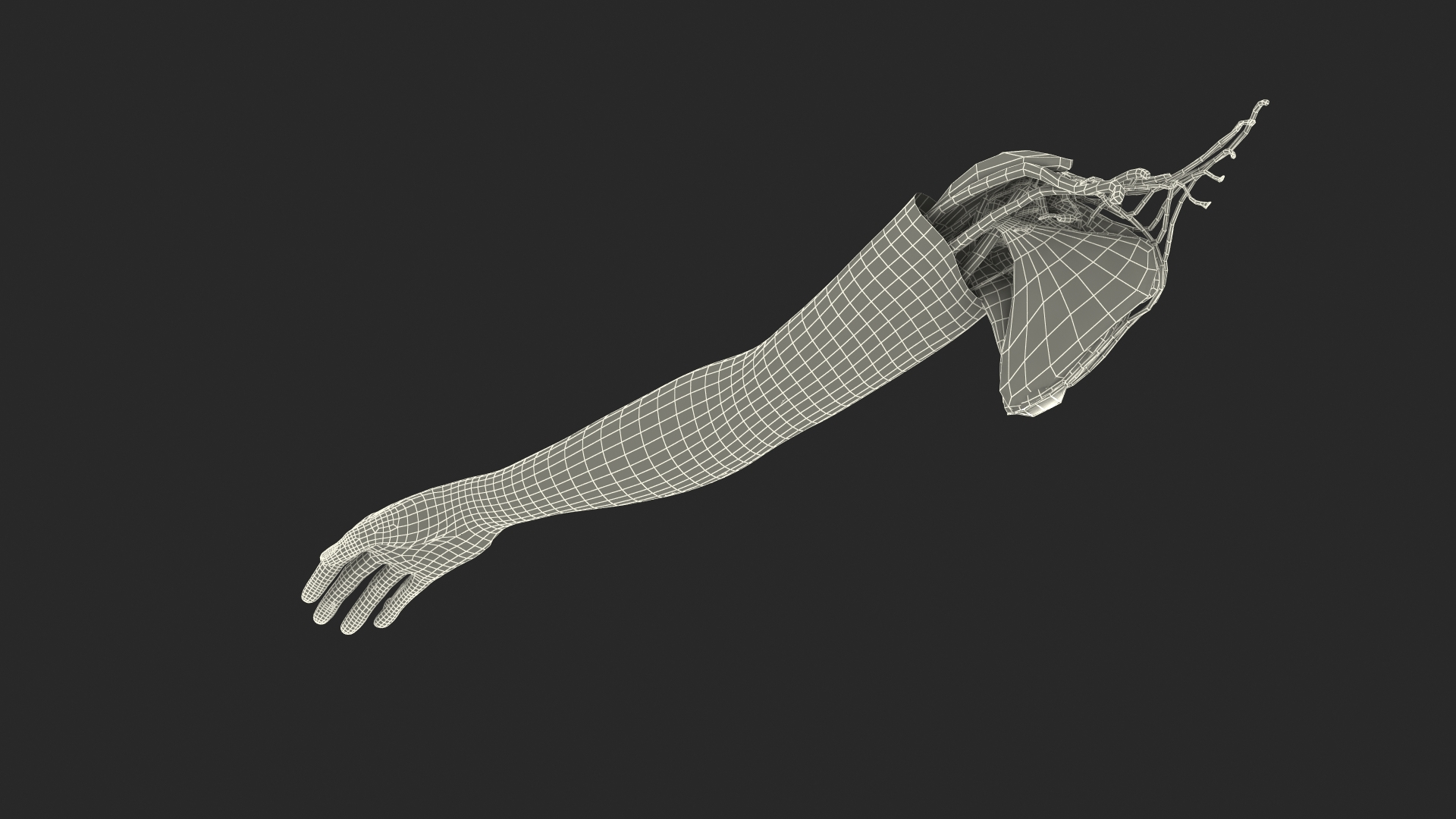 3D Model Skin And Full Anatomy Of The Afro Female Arm - TurboSquid 2382822