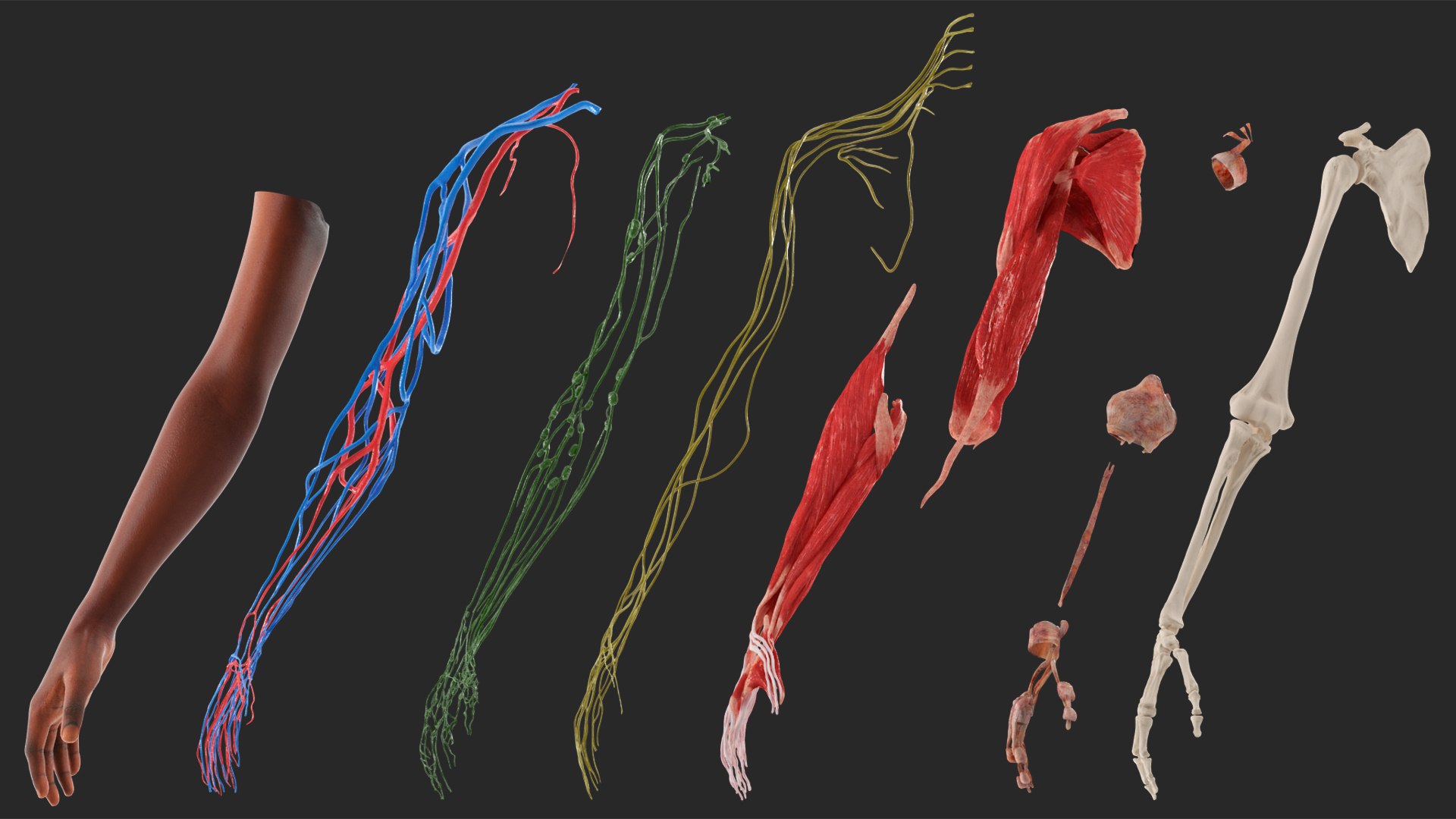 3D Model Skin And Full Anatomy Of The Afro Female Arm - TurboSquid 2382822