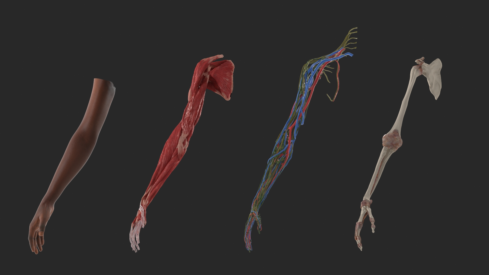 3D Model Skin And Full Anatomy Of The Afro Female Arm - TurboSquid 2382822