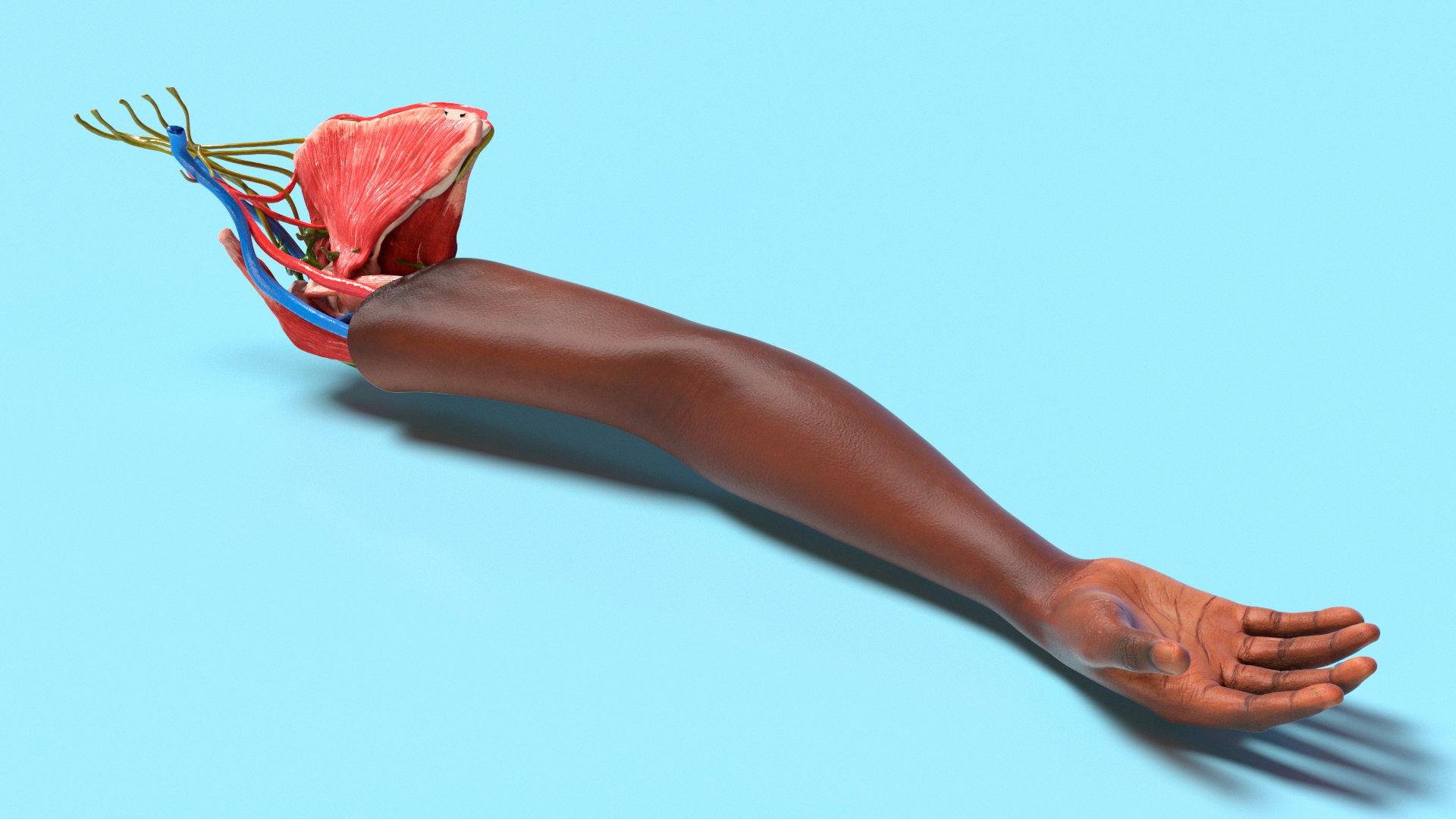 3D Model Skin And Full Anatomy Of The Afro Female Arm - TurboSquid 2382822