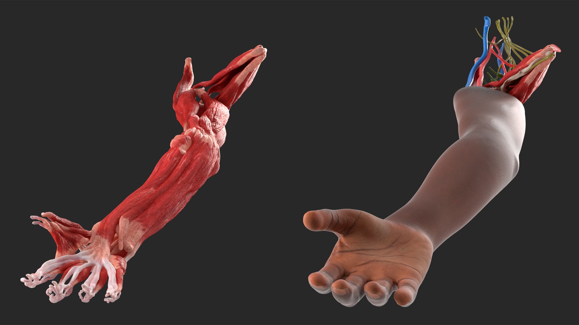 3D Model Skin And Full Anatomy Of The Afro Female Arm - TurboSquid 2382822
