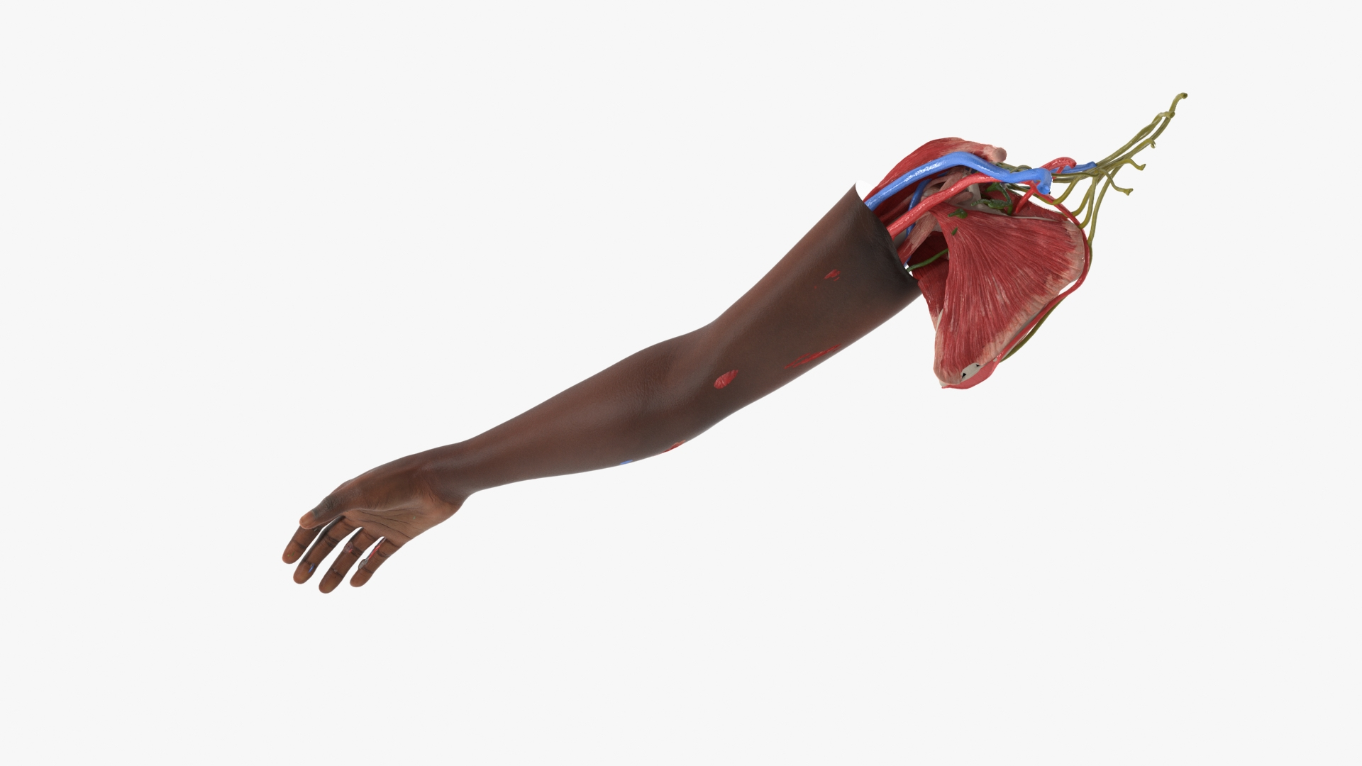 3D Model Skin And Full Anatomy Of The Afro Female Arm - TurboSquid 2382822