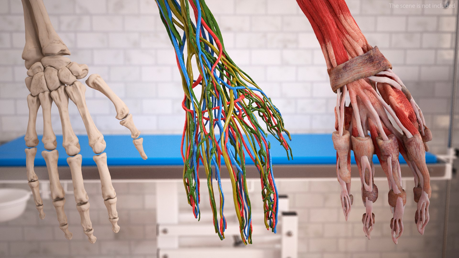 3D Model Skin And Full Anatomy Of The Afro Female Arm - TurboSquid 2382822