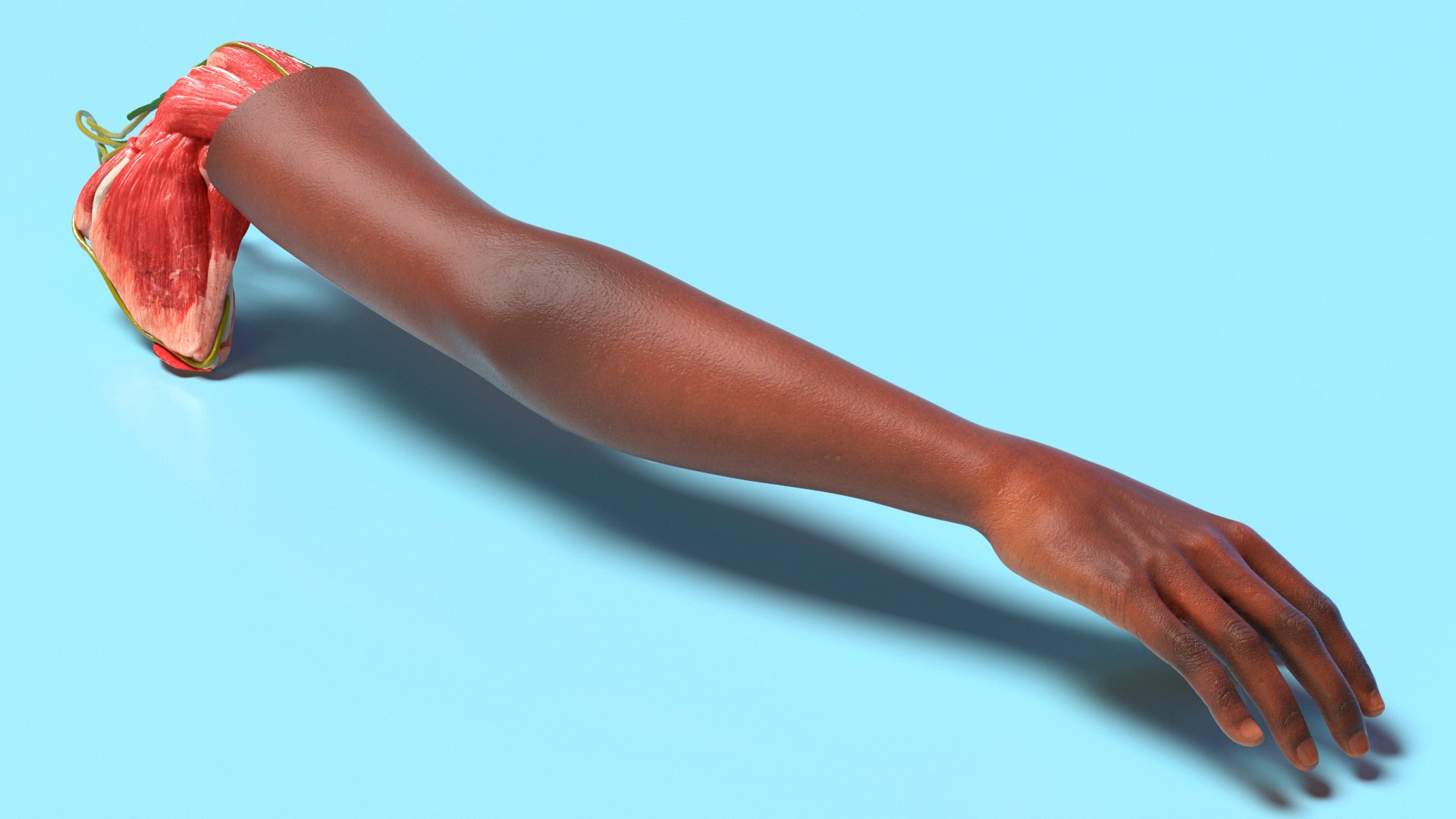 3D Model Skin And Full Anatomy Of The Afro Female Arm - TurboSquid 2382822