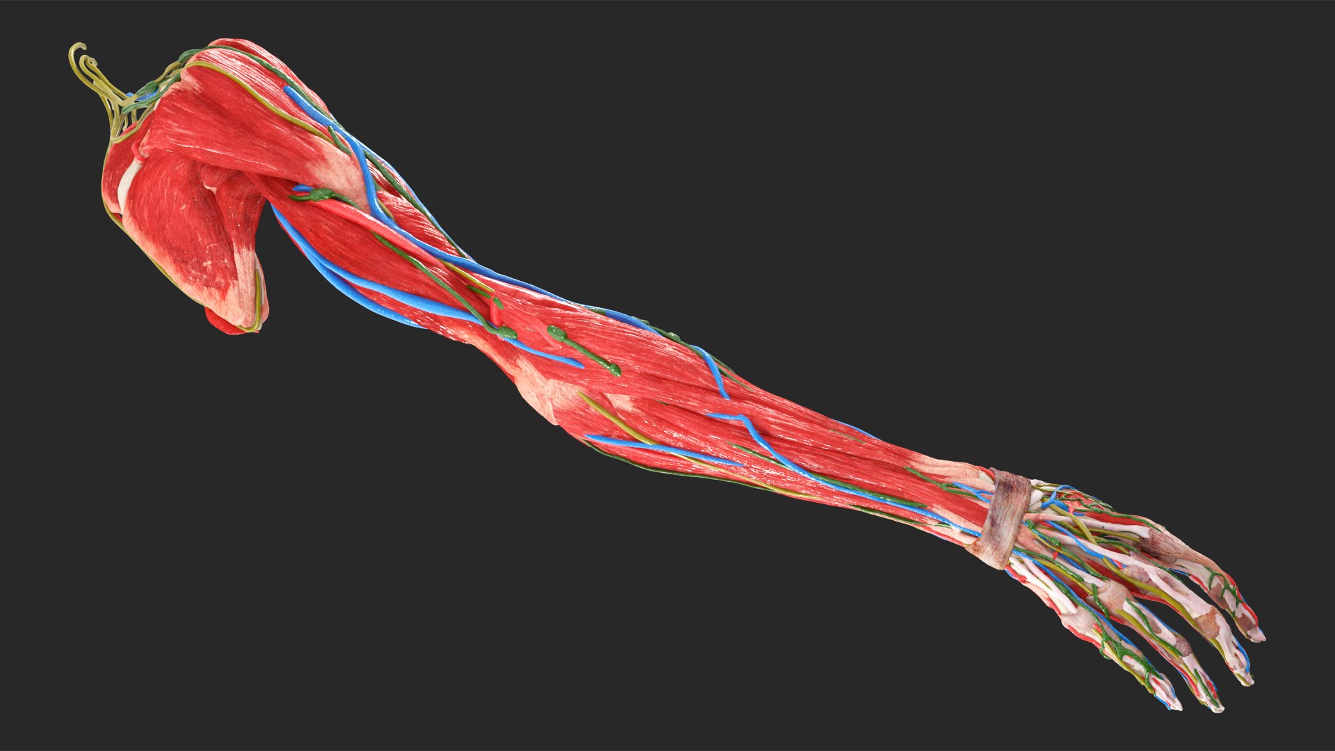 3D Model Skin And Full Anatomy Of The Afro Female Arm - TurboSquid 2382822