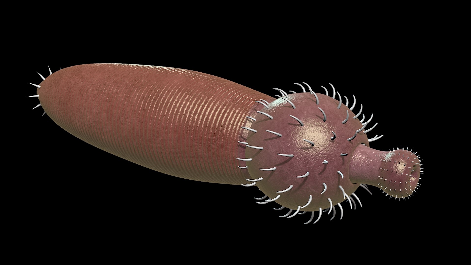 Ottoia Prolifica 3D Model - TurboSquid 1562591