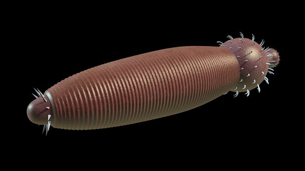 Ottoia prolifica 3D model - TurboSquid 1562591