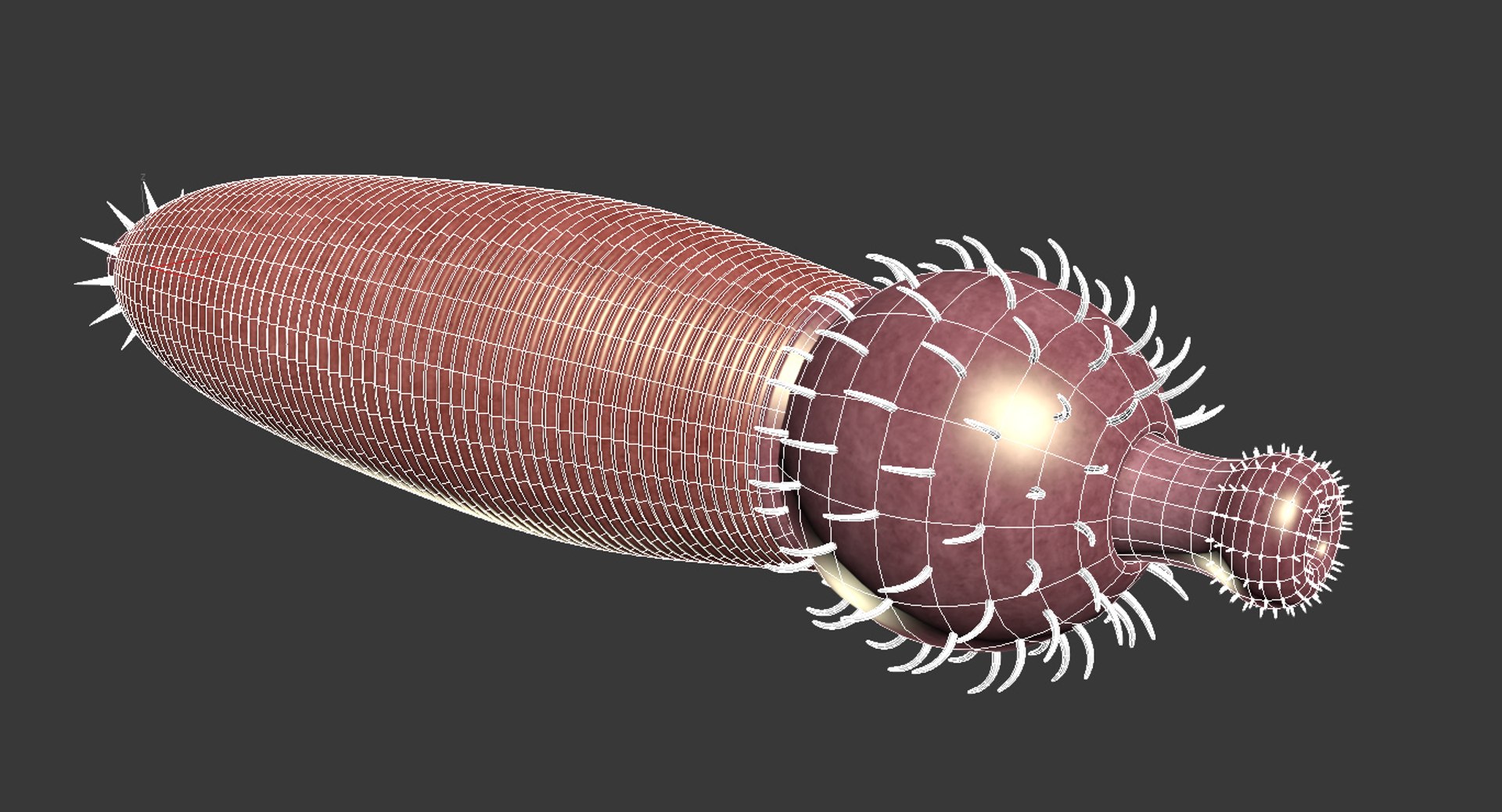 Ottoia Prolifica 3D Model - TurboSquid 1562591