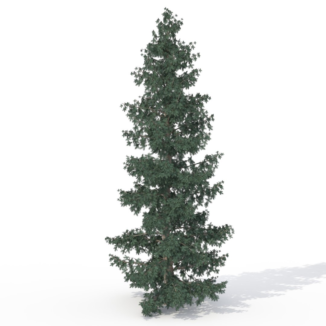 3d Conifer Trees Dvd North America