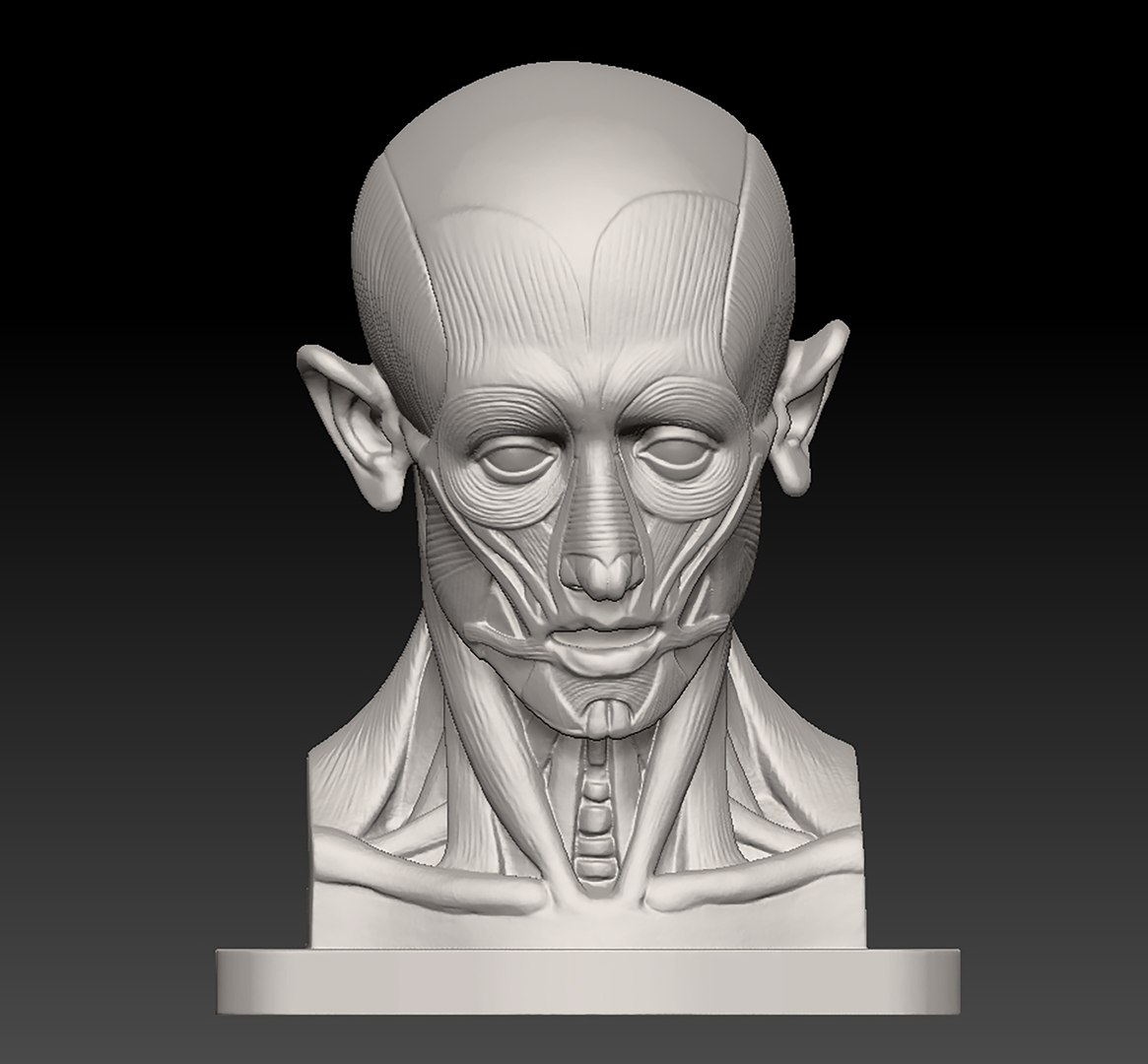 Muscular Head 2021 3D Model - TurboSquid 1812365