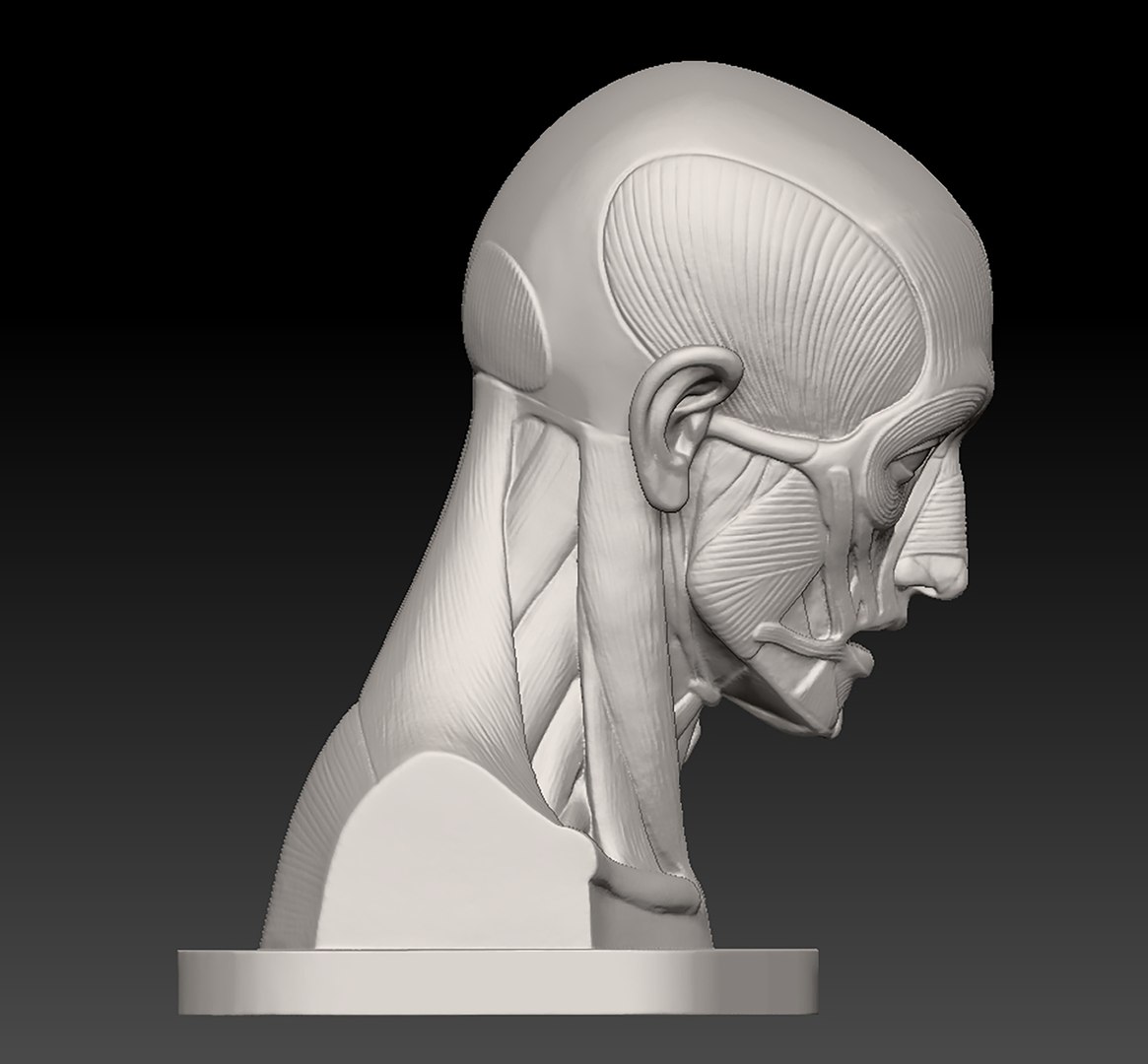 Muscular Head 2021 3D Model - TurboSquid 1812365
