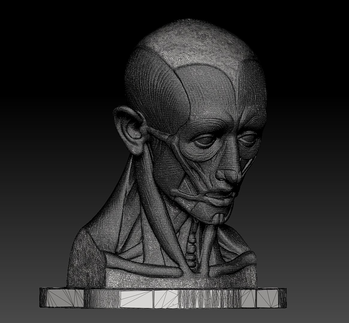 Muscular Head 2021 3D Model - TurboSquid 1812365