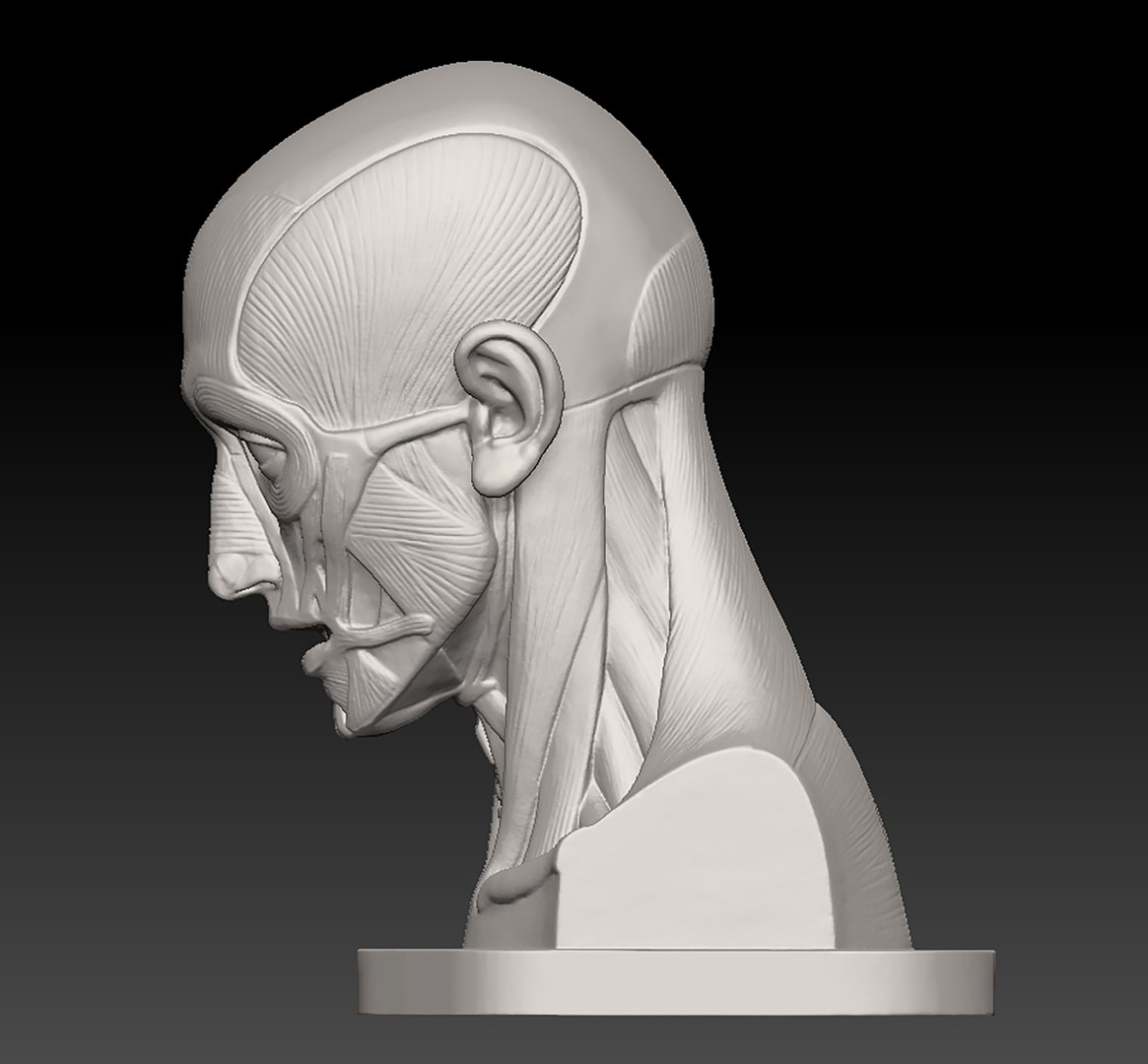 Muscular Head 2021 3D Model - TurboSquid 1812365