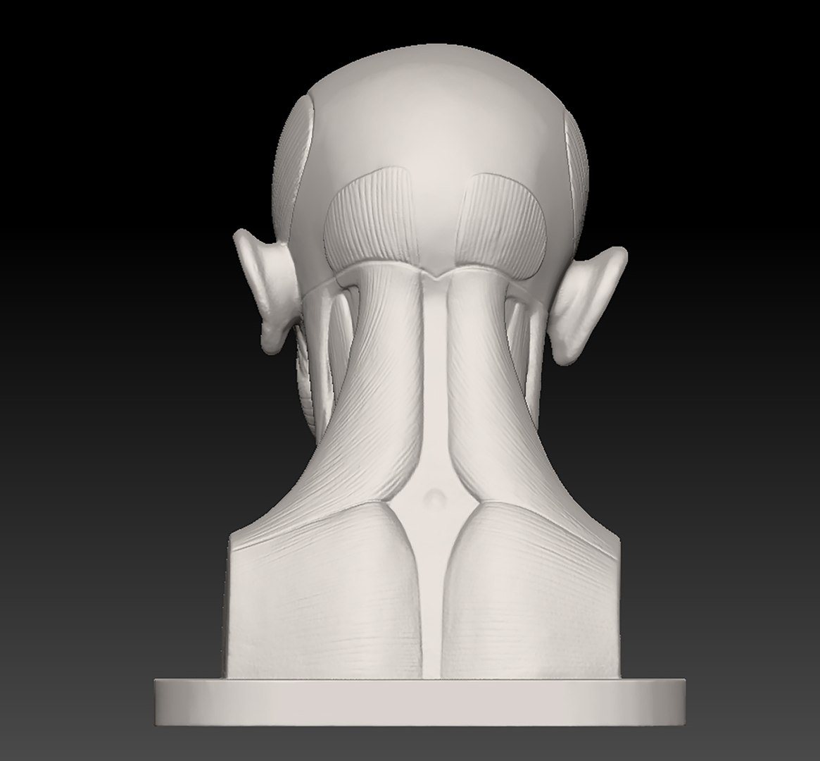 Muscular Head 2021 3D Model - TurboSquid 1812365