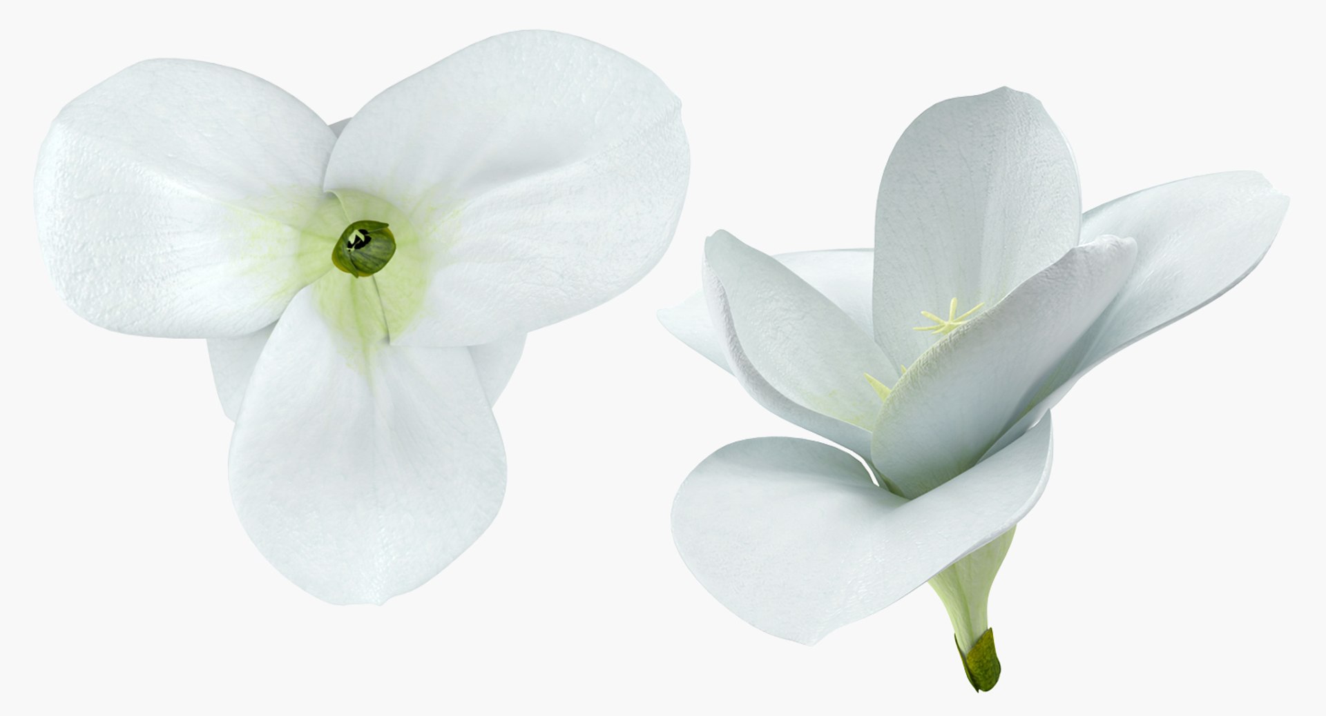 3D Freesia Flower Model - TurboSquid 1255552