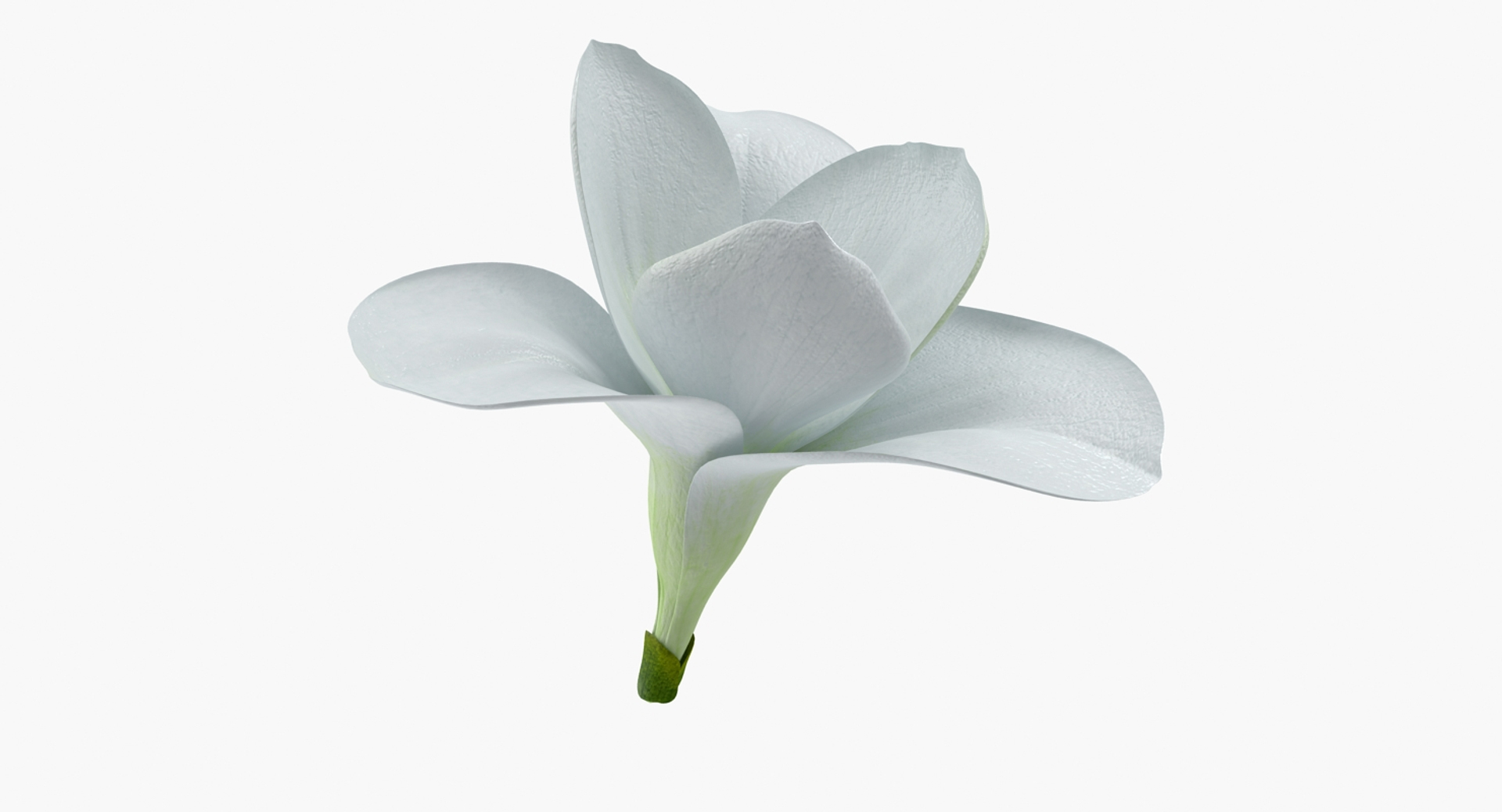 3D Freesia Flower Model - TurboSquid 1255552