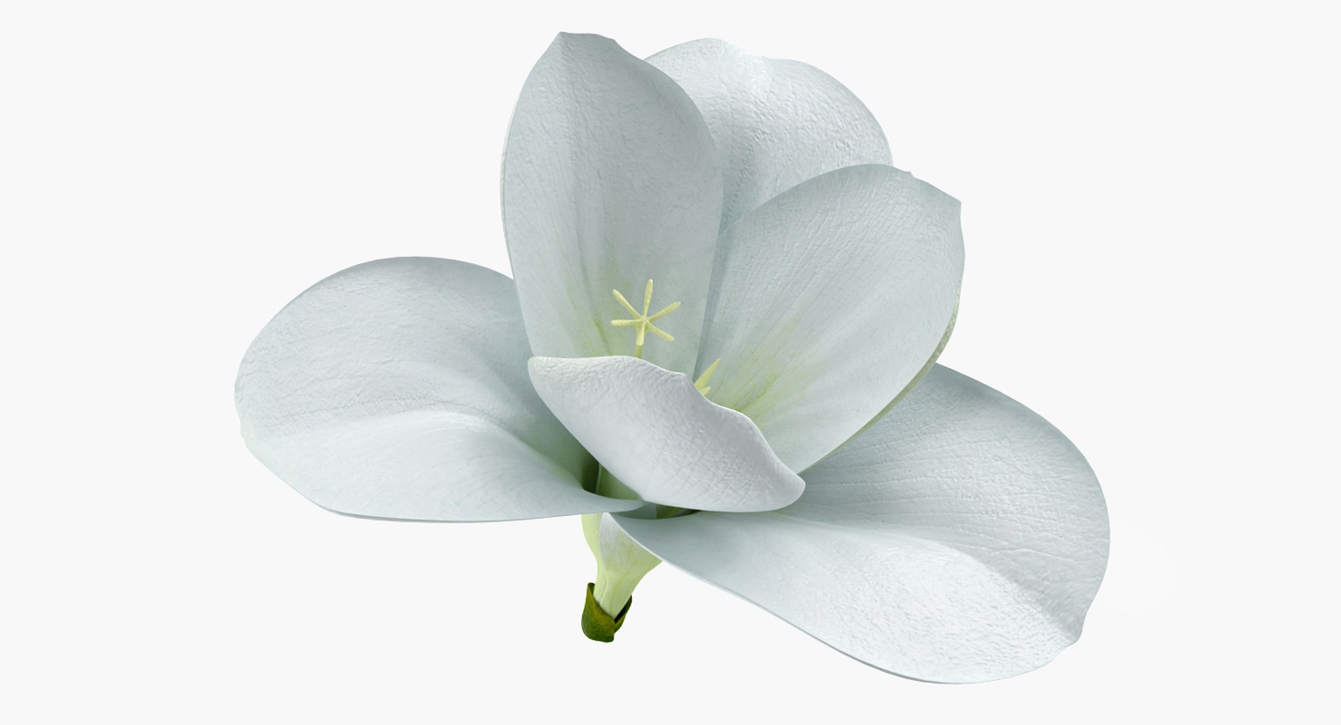 3D Freesia Flower Model - TurboSquid 1255552