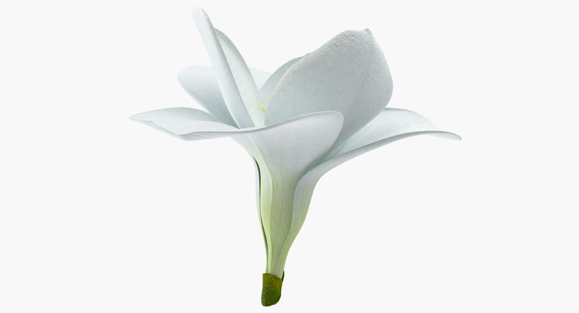 3D freesia flower model - TurboSquid 1255552