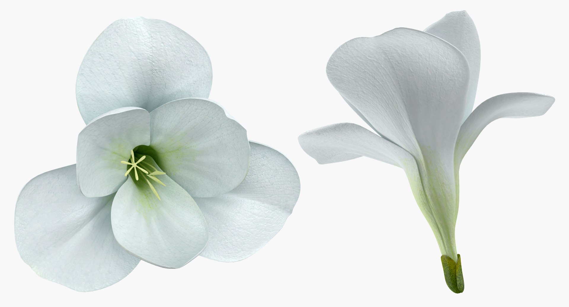 3D Freesia Flower Model - TurboSquid 1255552