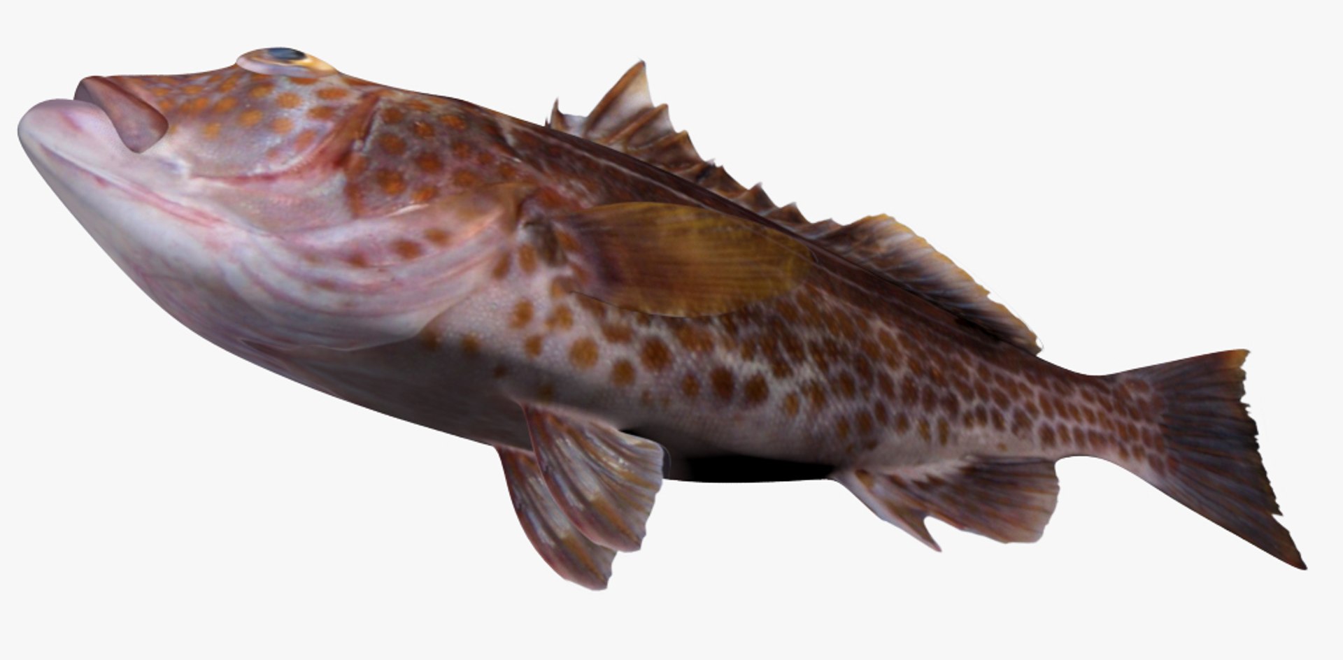 3D Goldspotted Sand Bass - TurboSquid 1164144