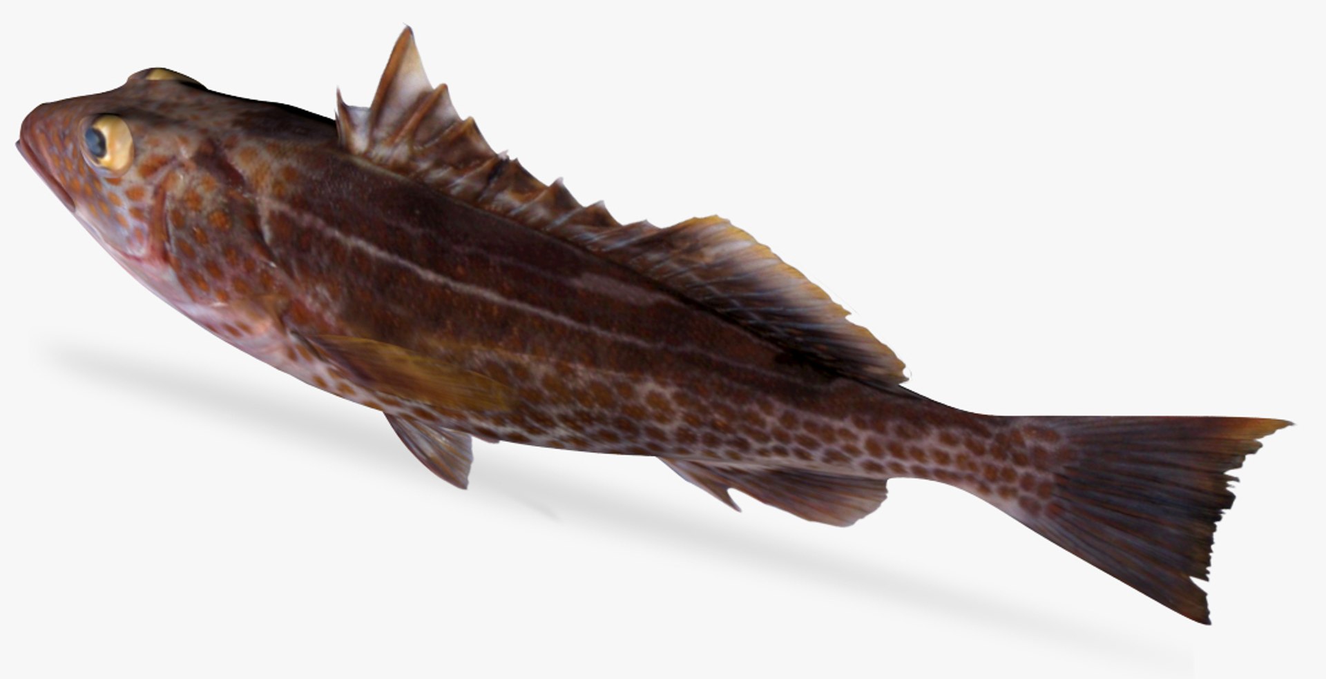 3D Goldspotted Sand Bass - TurboSquid 1164144