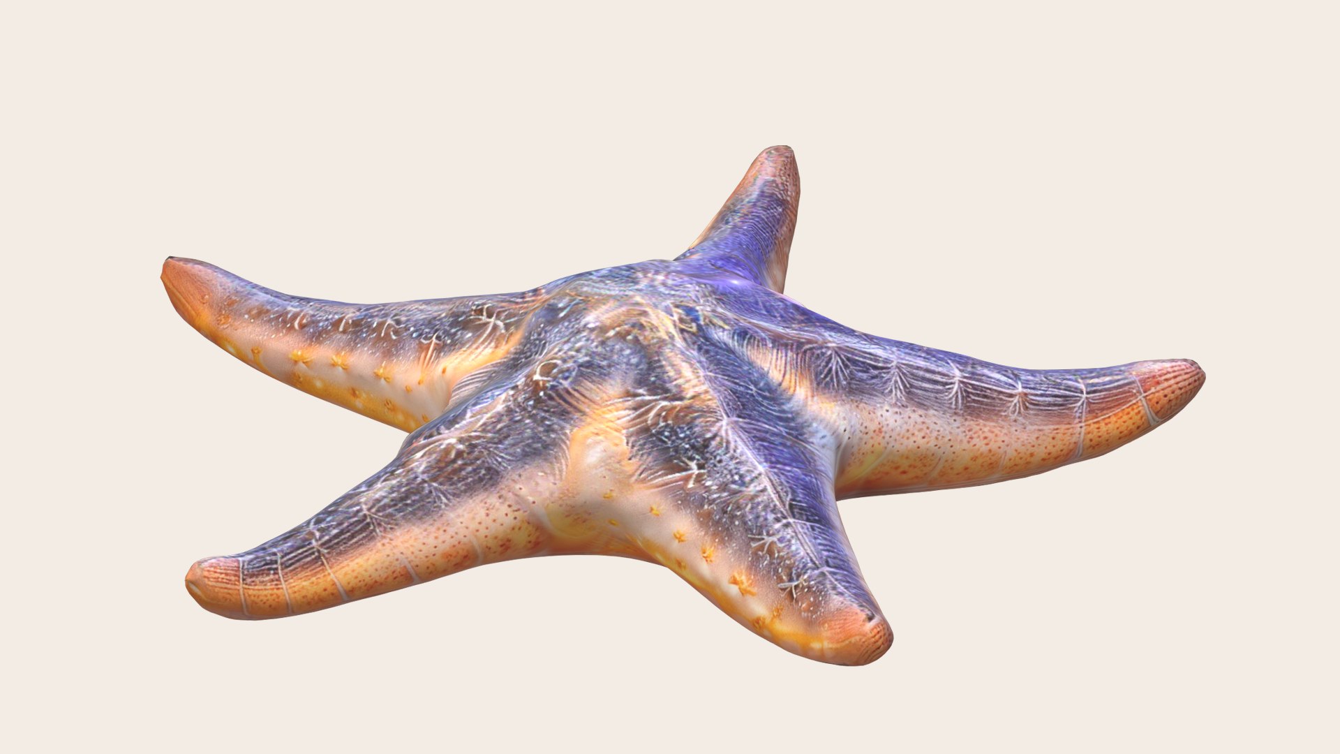3D Starfish Sea Star - TurboSquid 2198874