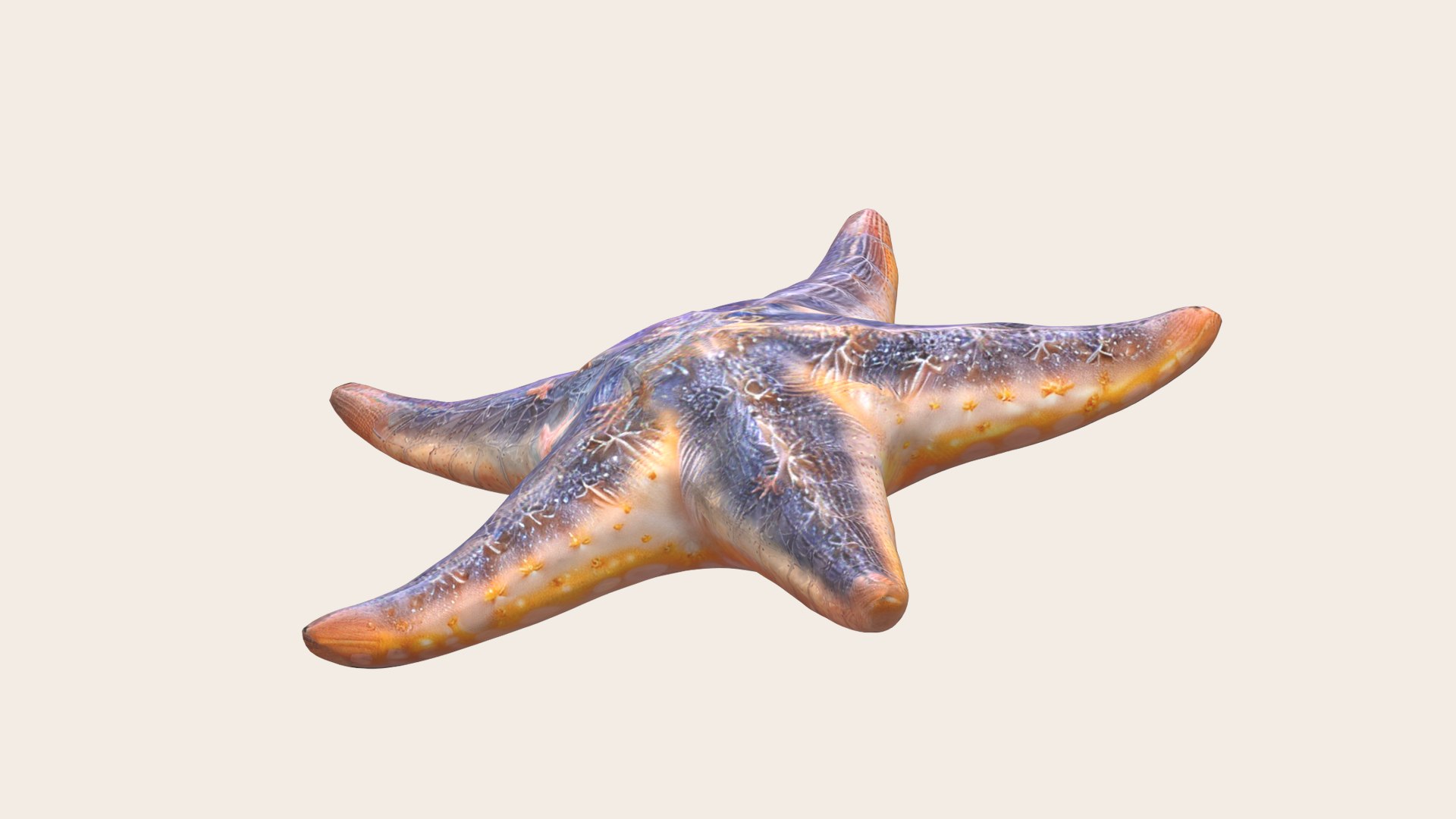 3D Starfish Sea Star - TurboSquid 2198874