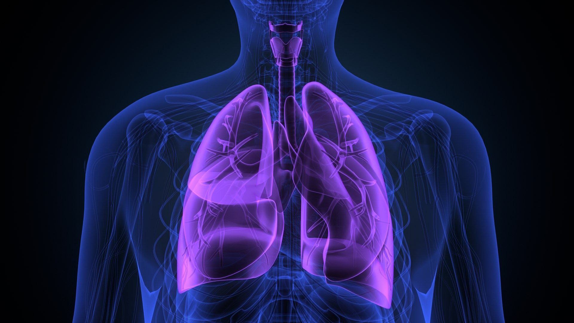 Blue Human Male Anatomy Systomy 3D Model - TurboSquid 1824121