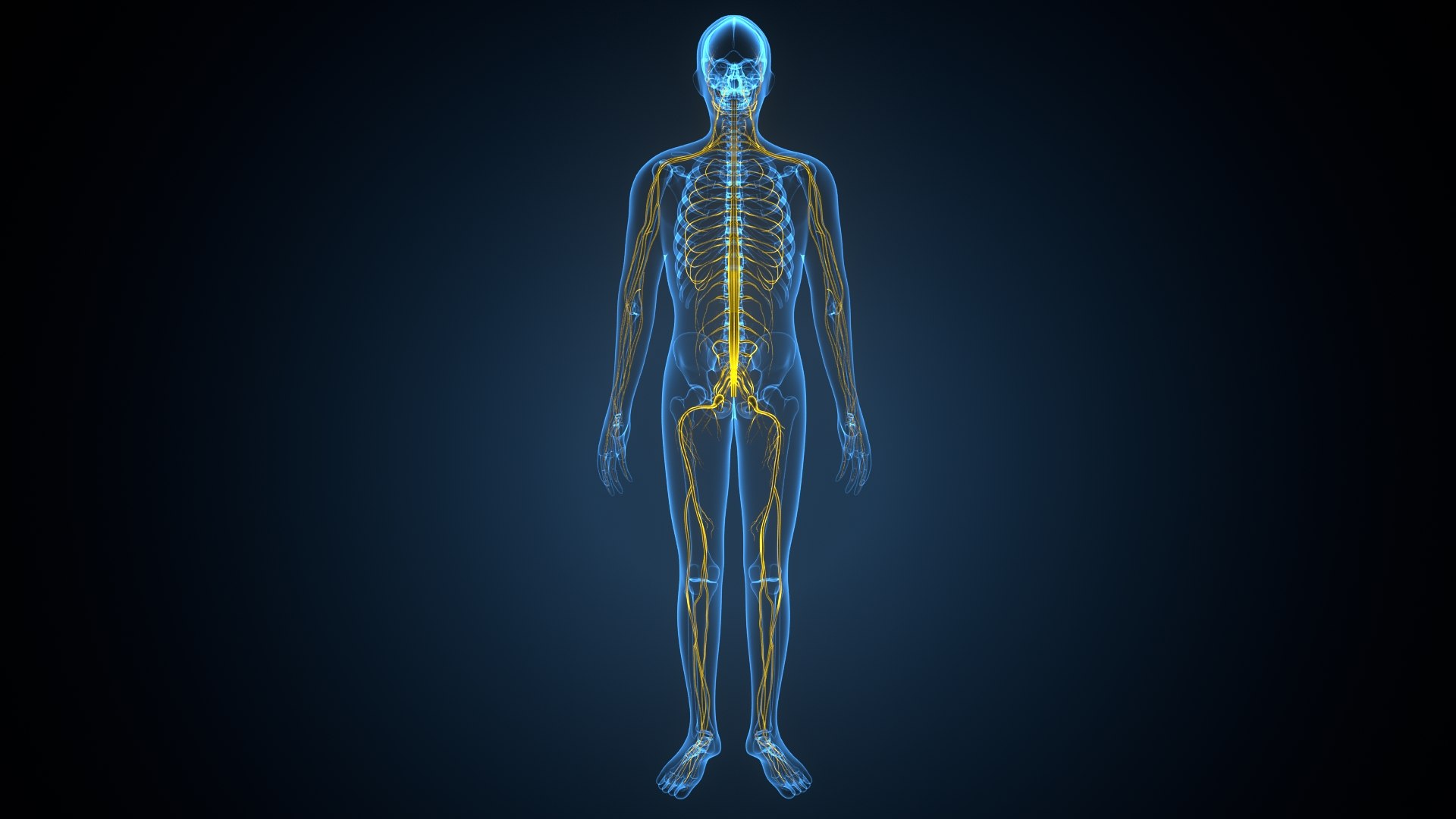 Blue Human Male Anatomy Systomy 3D Model - TurboSquid 1824121