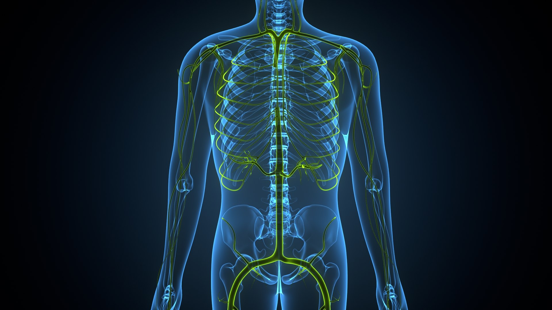 Blue Human Male Anatomy Systomy 3D Model - TurboSquid 1824121