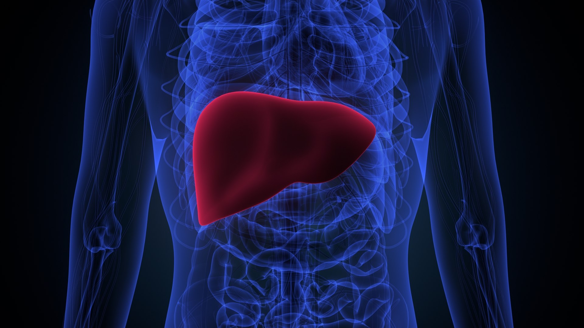 Blue Human Male Anatomy Systomy 3D Model - TurboSquid 1824121