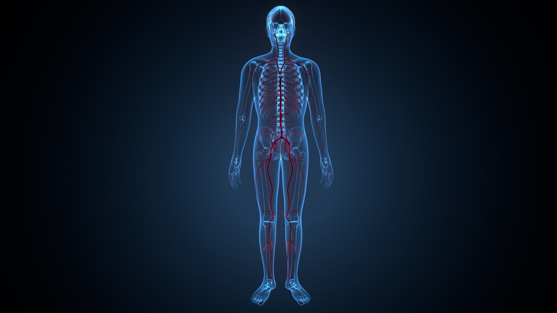 Blue Human Male Anatomy Systomy 3D Model - TurboSquid 1824121