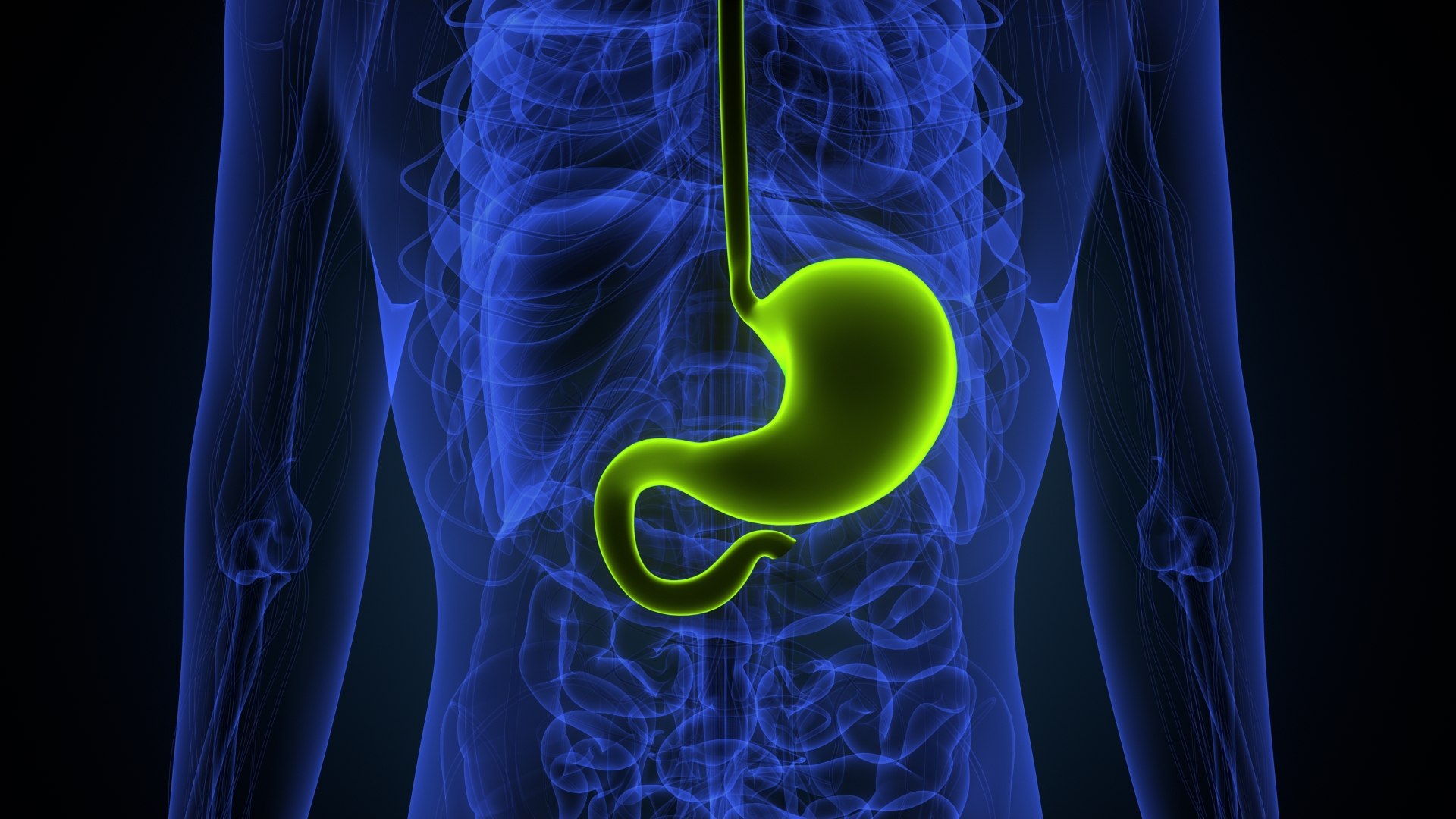 Blue Human Male Anatomy Systomy 3D Model - TurboSquid 1824121