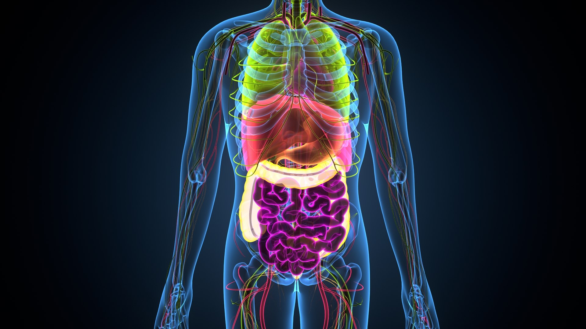 Blue Human Male Anatomy Systomy 3D Model - TurboSquid 1824121