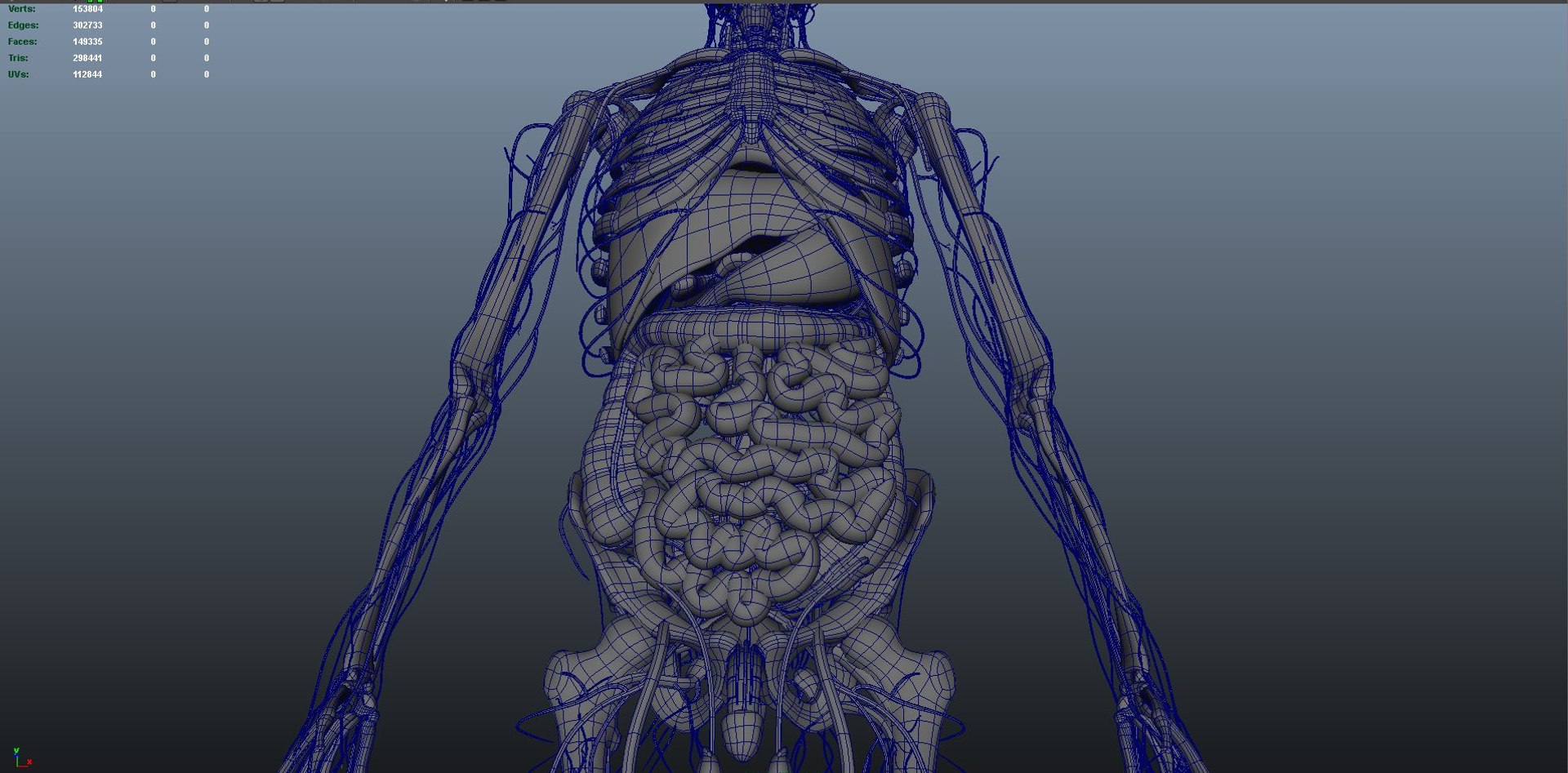 Blue human male anatomy systomy 3D model - TurboSquid 1824121