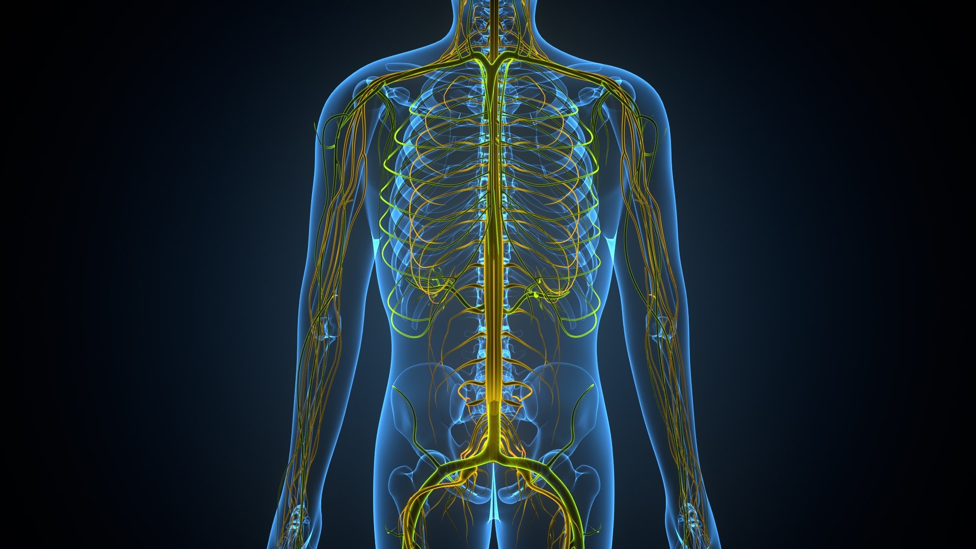 Blue Human Male Anatomy Systomy 3D Model - TurboSquid 1824121